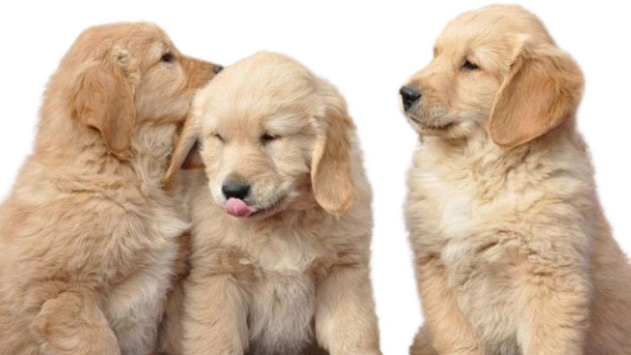 Puppy Prices & Dog Price Guide in India 2026 – Apna Dog
